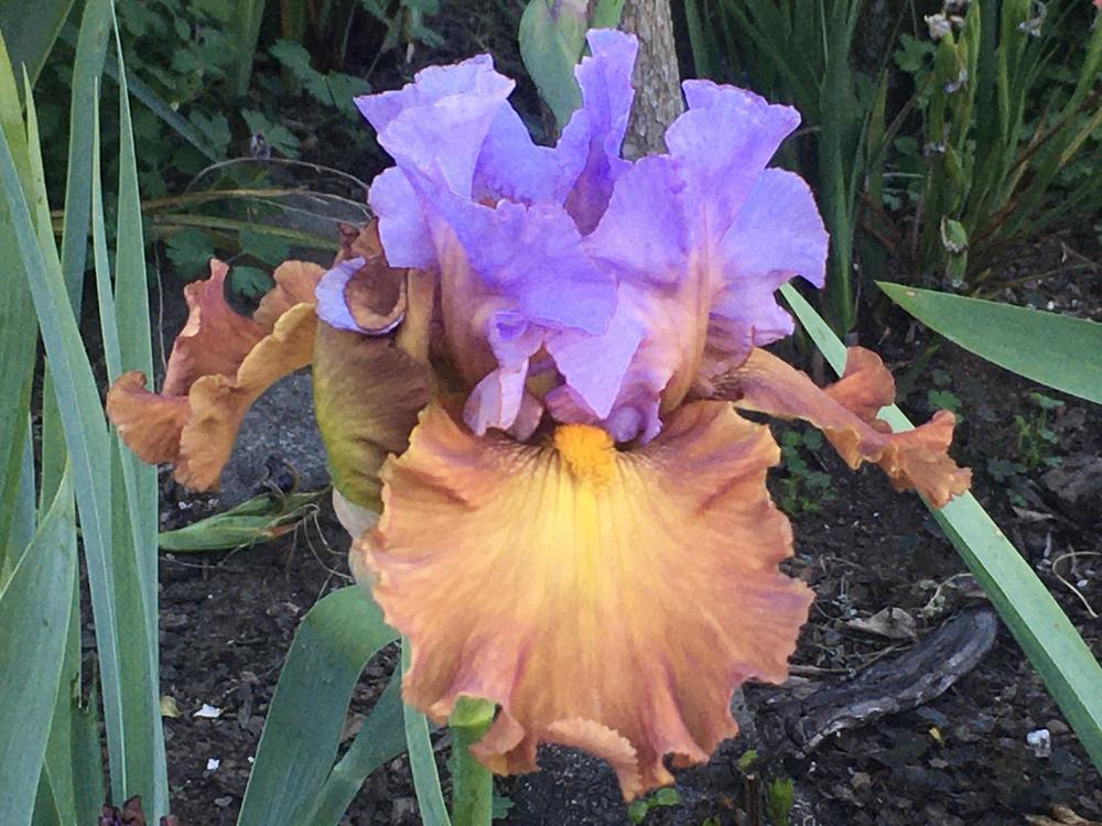 Tall Bearded Iris (Iris 'Instant Attraction') in the Irises Database ...