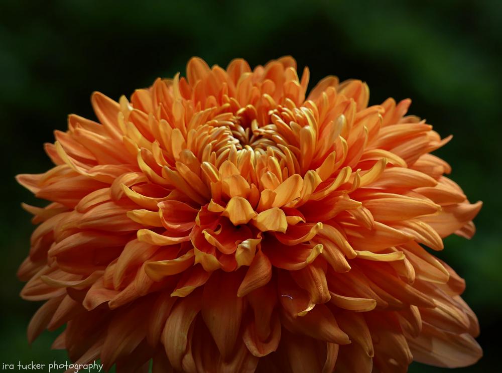 Reflex Mum (Chrysanthemum 'Apricot Courtier') - Garden.org