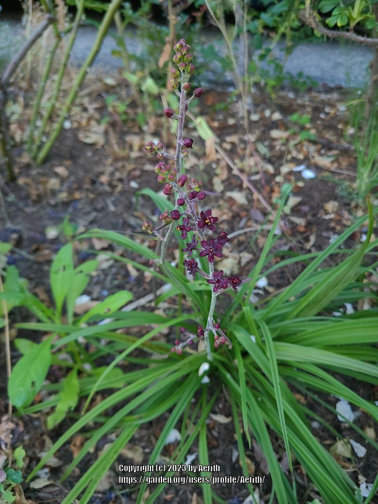 Photo of the entire plant of Veratrum (Veratrum formosanum) posted by ...