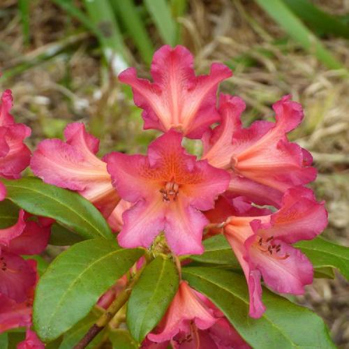 Rhododendron 'Golden Gate' in the Rhododendrons Database - Garden.org