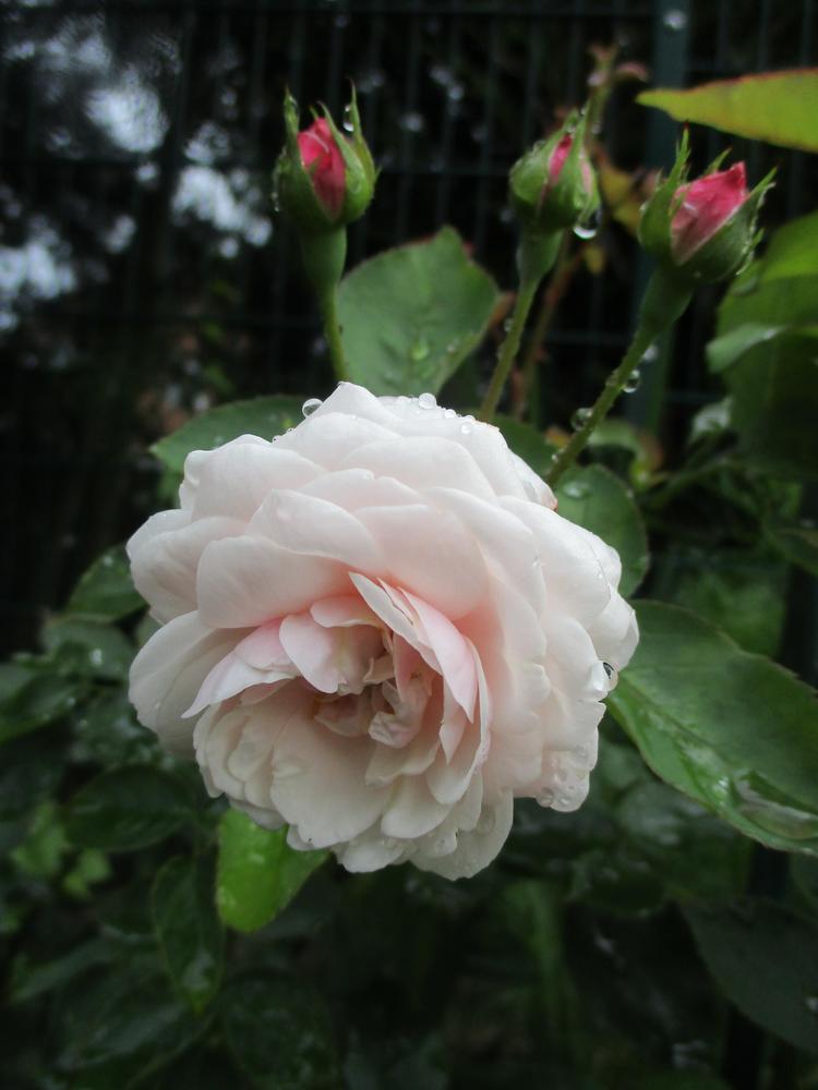 Rose (Rosa 'Madame Souchet') in the Roses Database - Garden.org