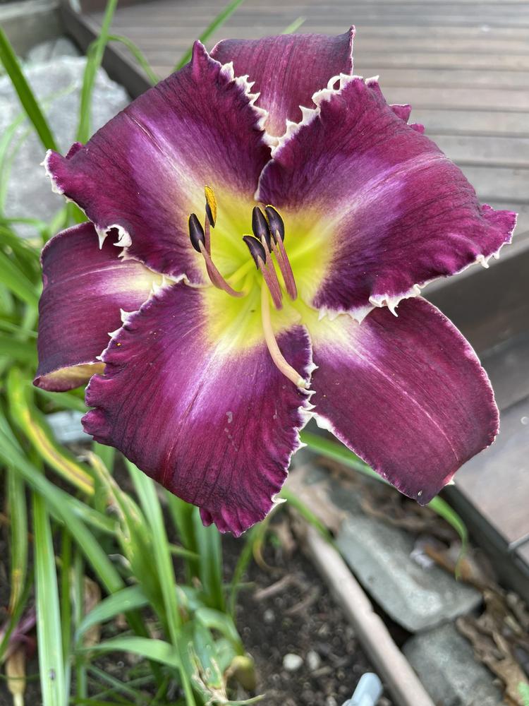 Photo of the bloom of Daylily (Hemerocallis 'Snaggle Tooth') posted by ...