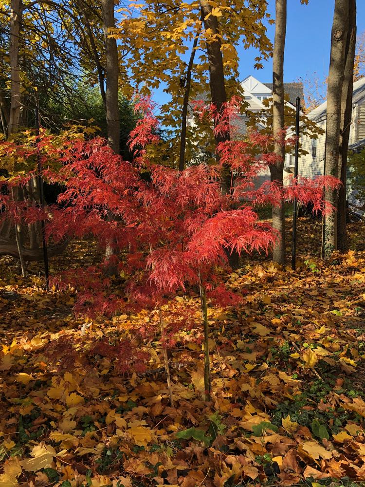 Photo of the fall color of Cutleaf Japanese Maple (Acer palmatum ...