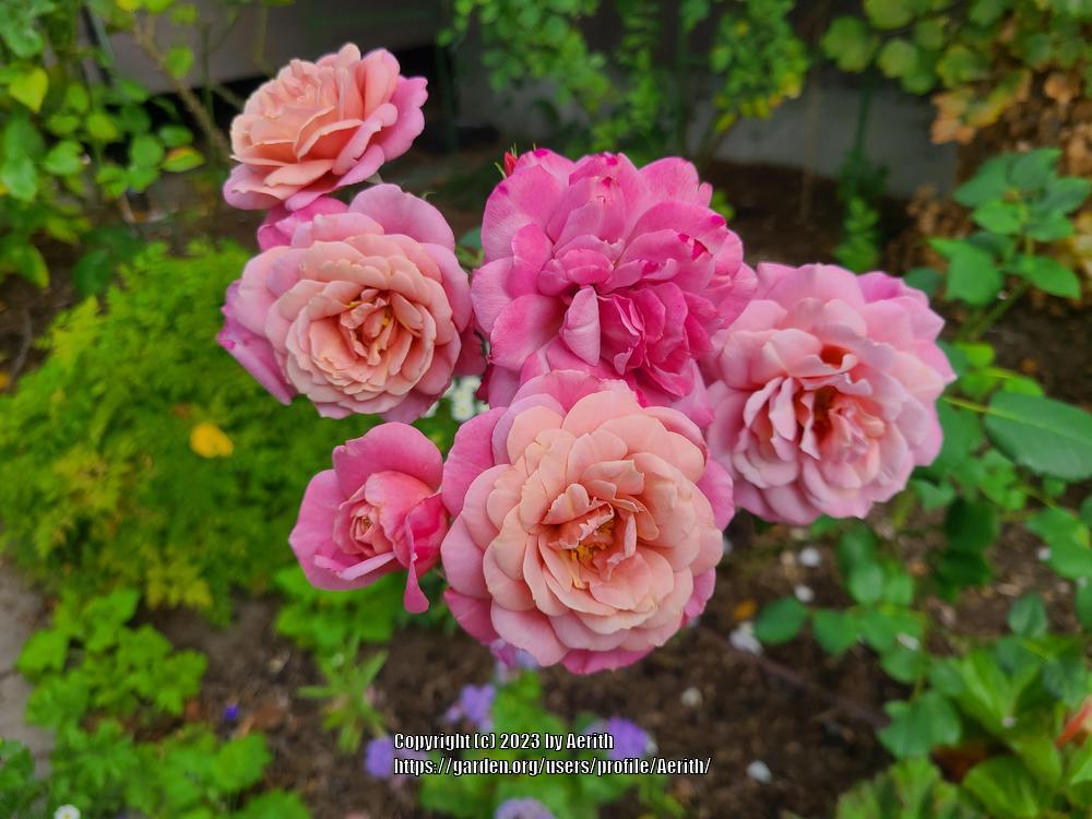 Photo of the bloom of Floribunda Rose (Rosa 'Pam's Choice') posted by ...
