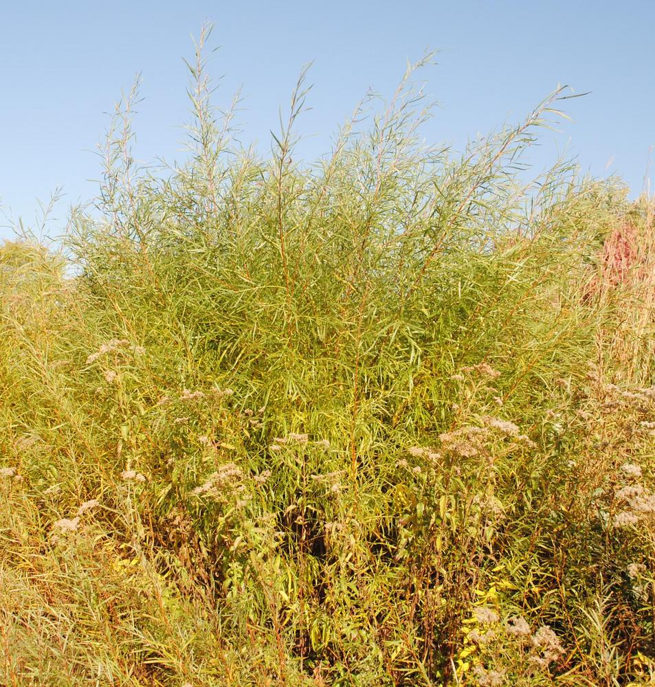 Sand-Bar Willow (Salix interior) - Garden.org