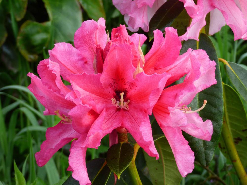 Rhododendron 'Anna' in the Rhododendrons Database - Garden.org