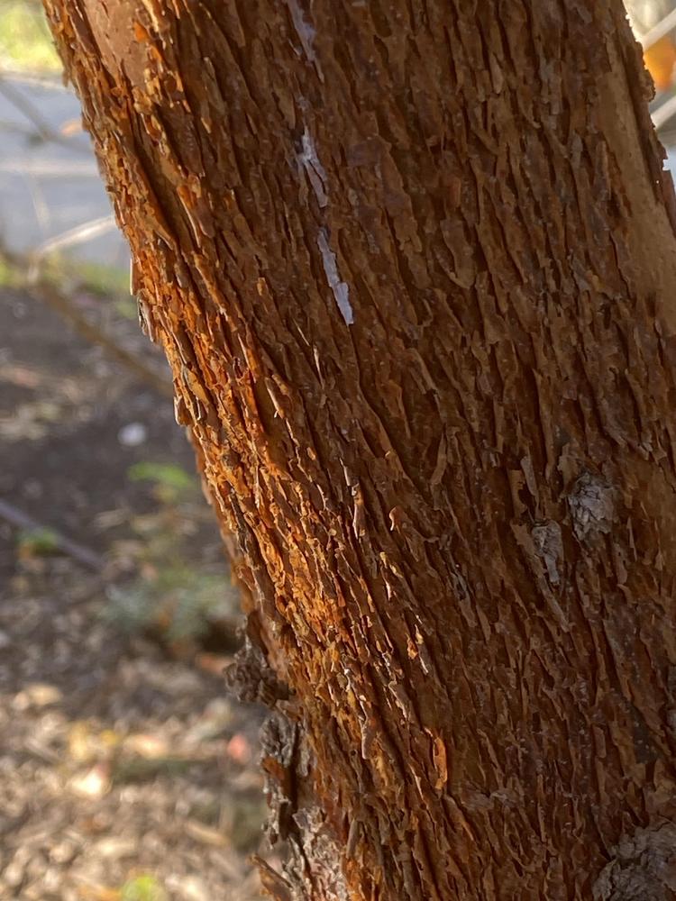 Paperbark Maple (Acer Gingerbread™) - Garden.org