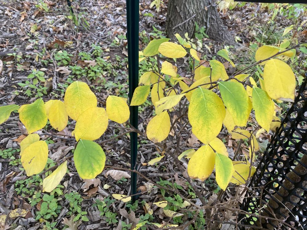 Fascinating fall foliage in the Trees and Shrubs forum - Garden.org