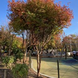 Paperbark Maple (Acer Gingerbread™) - Garden.org