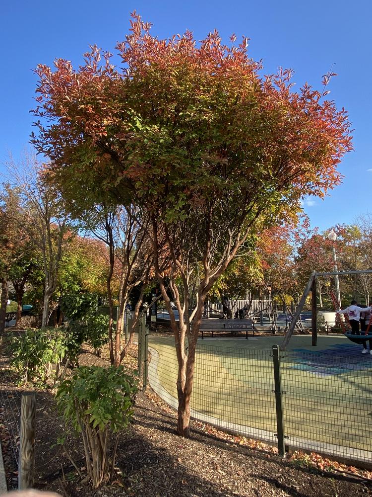 Photo of the entire plant of Paperbark Maple (Acer Gingerbread™) posted ...