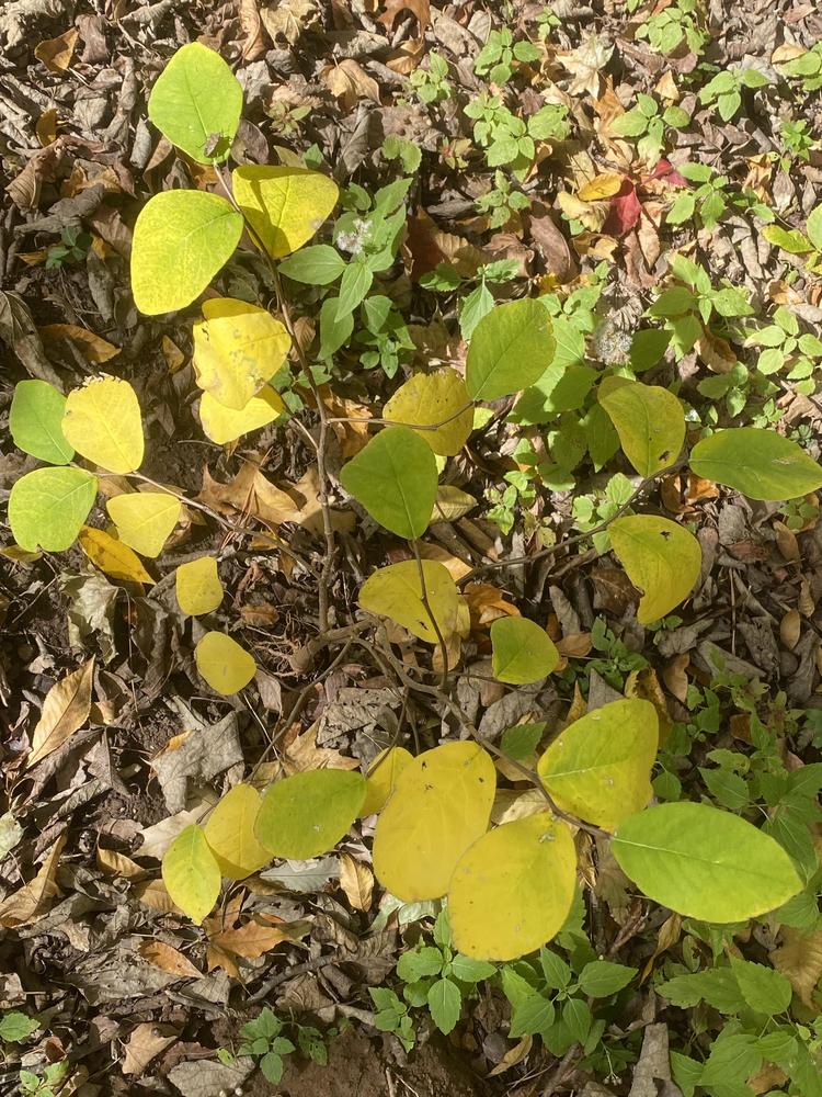 Fascinating fall foliage in the Trees and Shrubs forum - Garden.org