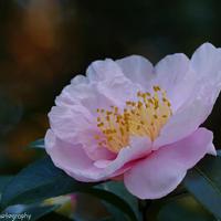 Photo of the bloom of Snow Camellia (Camellia hiemalis 'Pink Goddess ...