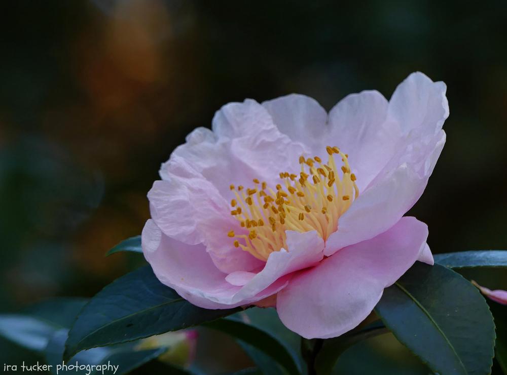 Photo of the bloom of Snow Camellia (Camellia hiemalis 'Pink Goddess ...