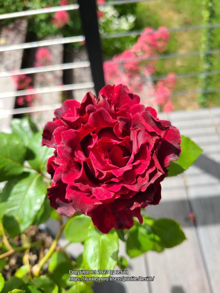 Rose (Rosa 'Hommage a Barbara') in the Roses Database - Garden.org