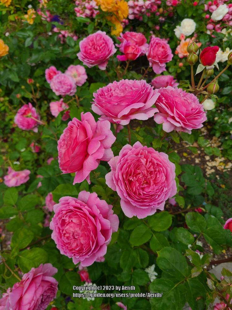 Photo of the bloom of Rose (Rosa 'Princess Alexandra of Kent') posted ...