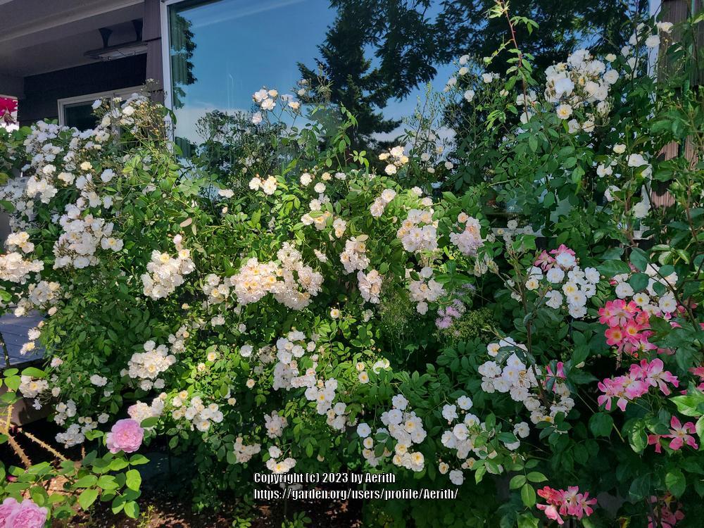 Rose (Rosa 'Doctor Robert Korns') in the Roses Database - Garden.org