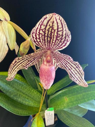 Our Orchid Blooms in November 2023 🦃 in the Orchids forum - Garden.org