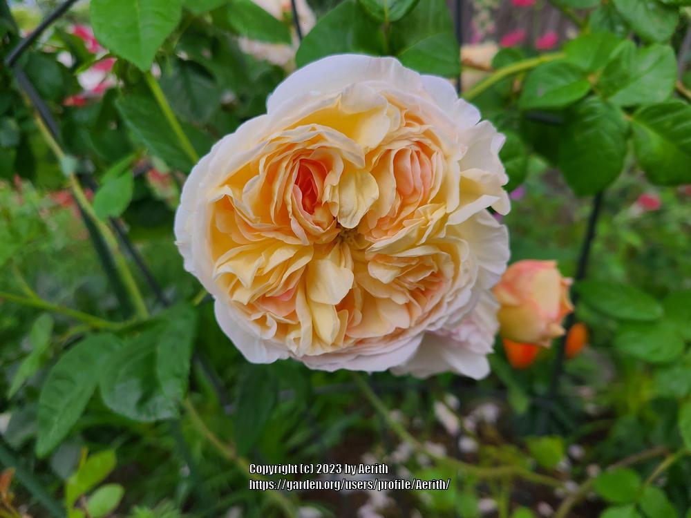 Photo of the bloom of Rose (Rosa 'Marianne') posted by Aerith - Garden.org