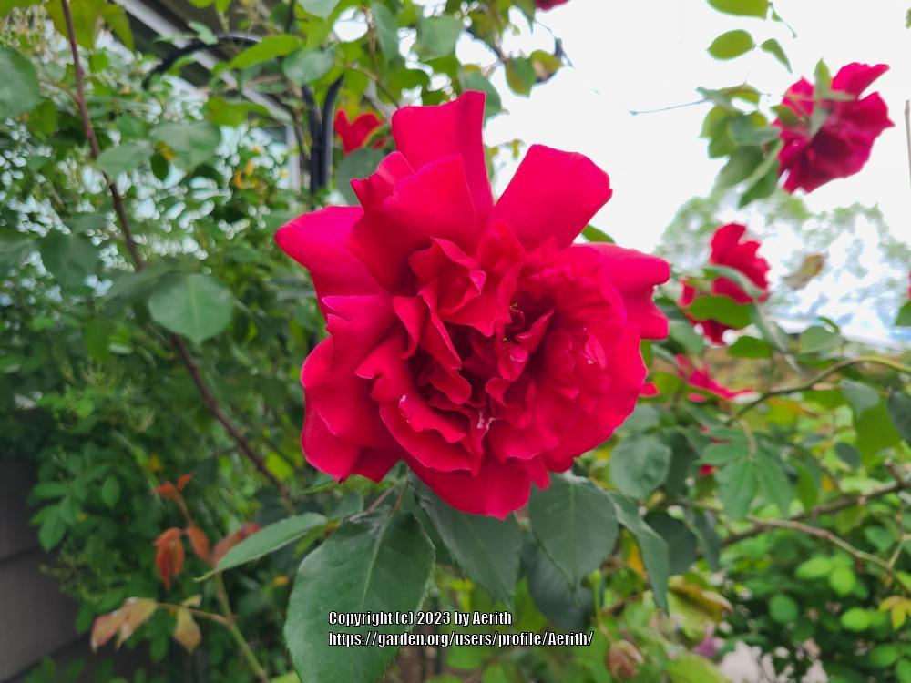 Climbing Hybrid Tea Rose (Rosa 'Etoile de Hollande, Cl.') in the Roses ...