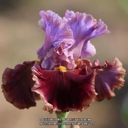 Tall Bearded Iris (Iris 'Gem Trader') in the Irises Database - Garden.org