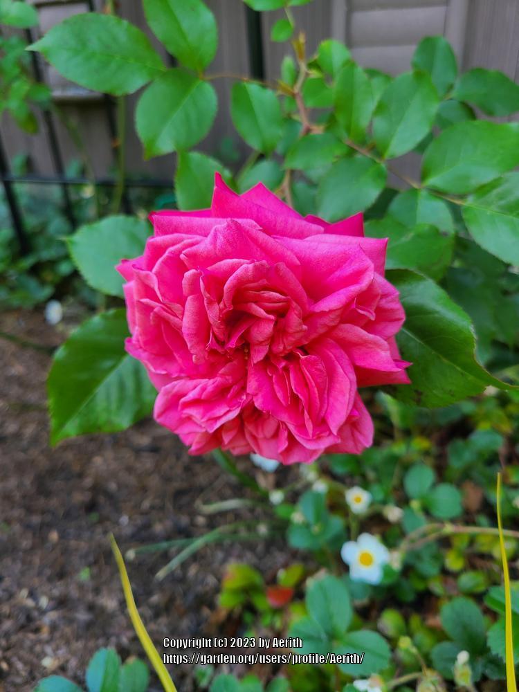 Rose (Rosa 'Won Fang Yon') in the Roses Database - Garden.org