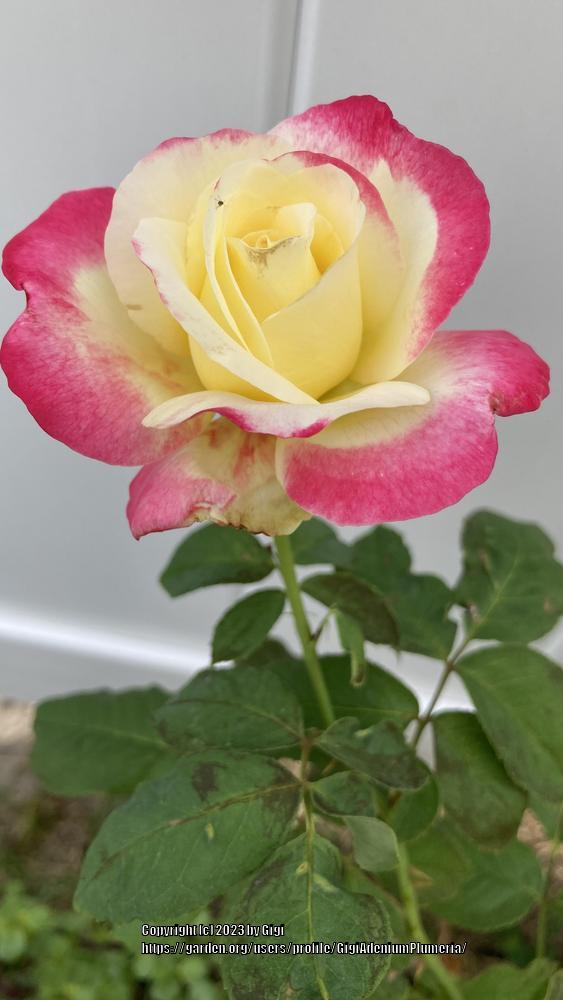 Photo of the bloom of Rose (Rosa 'Double Delight, Cl.') posted by ...