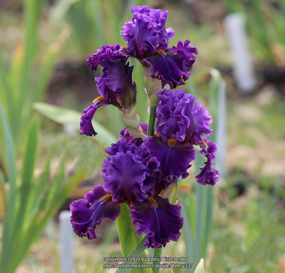 Photo of the bloom of Tall Bearded Iris (Iris 'Pagan Knight') posted by ...