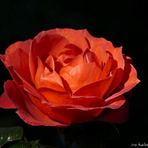 Rose (Rosa 'Hot Cocoa') in the Roses Database - Garden.org