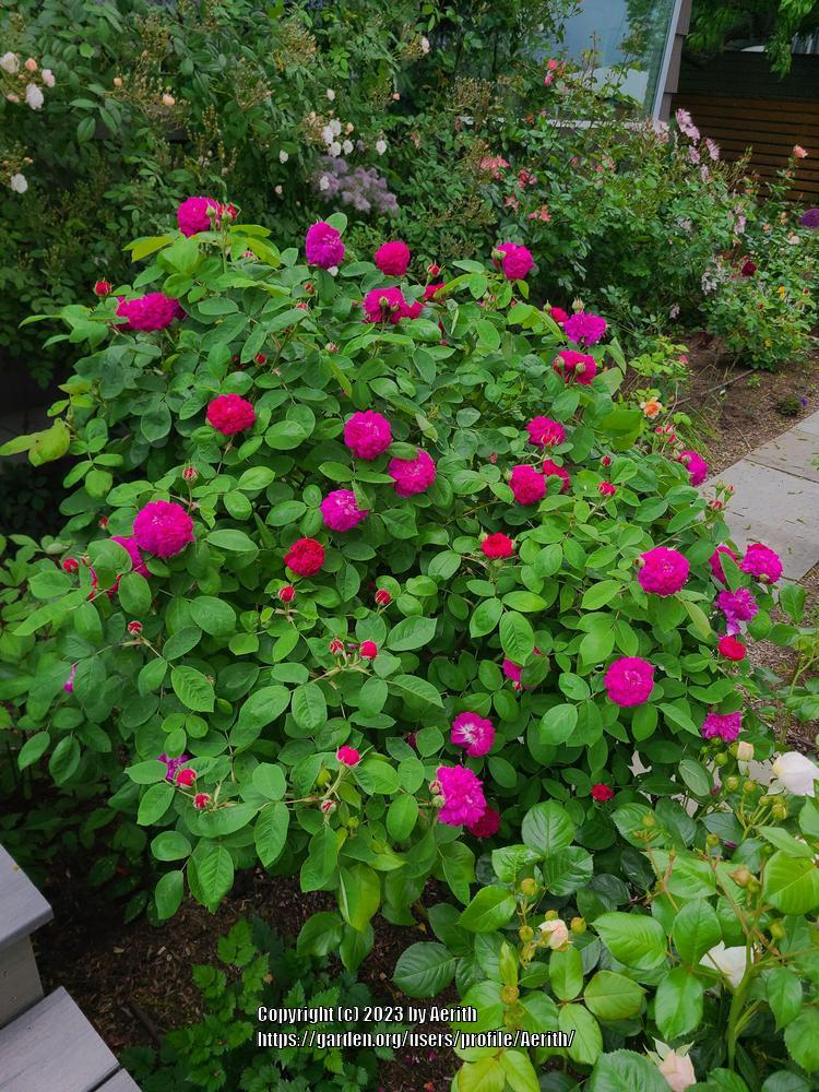 Photo of the entire plant of Portland Rose (Rosa 'Rose de Rescht ...