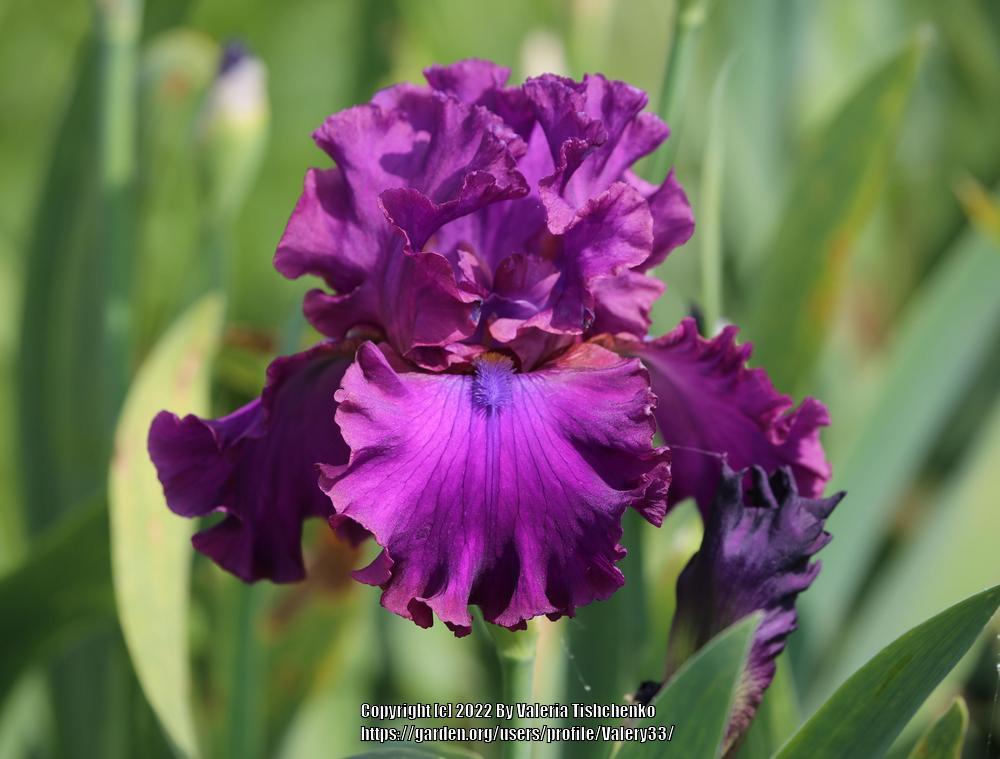 Photo of the bloom of Tall Bearded Iris (Iris 'Nora Eileen') posted by ...