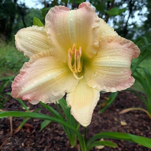 Daylily (Hemerocallis 'Pleasant Edging') in the Daylilies Database ...