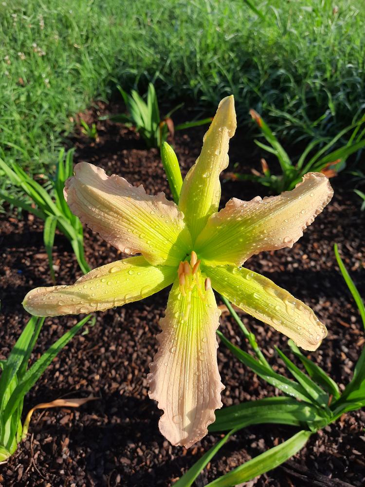 Photo of the bloom of Daylily (Hemerocallis 'Prague Spring') posted by ...