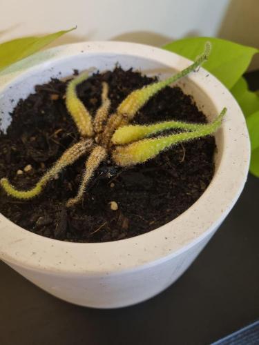 Cactus care in the Ask a Question forum - Garden.org