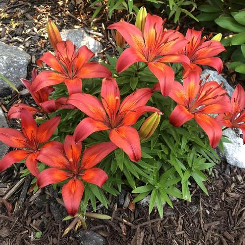 The winners of The 2023 Garden.org Photo Contest: Lilies (Lilium ...