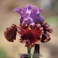 Tall Bearded Iris (Iris 'Gem Trader') in the Irises Database - Garden.org