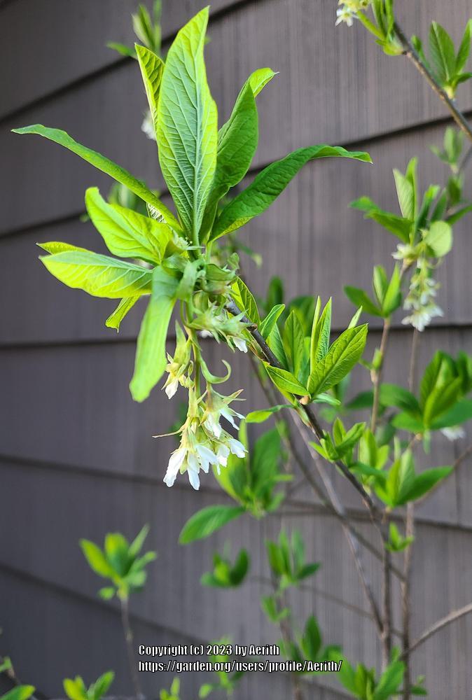 Oso Berry (Oemleria cerasiformis) - Garden.org