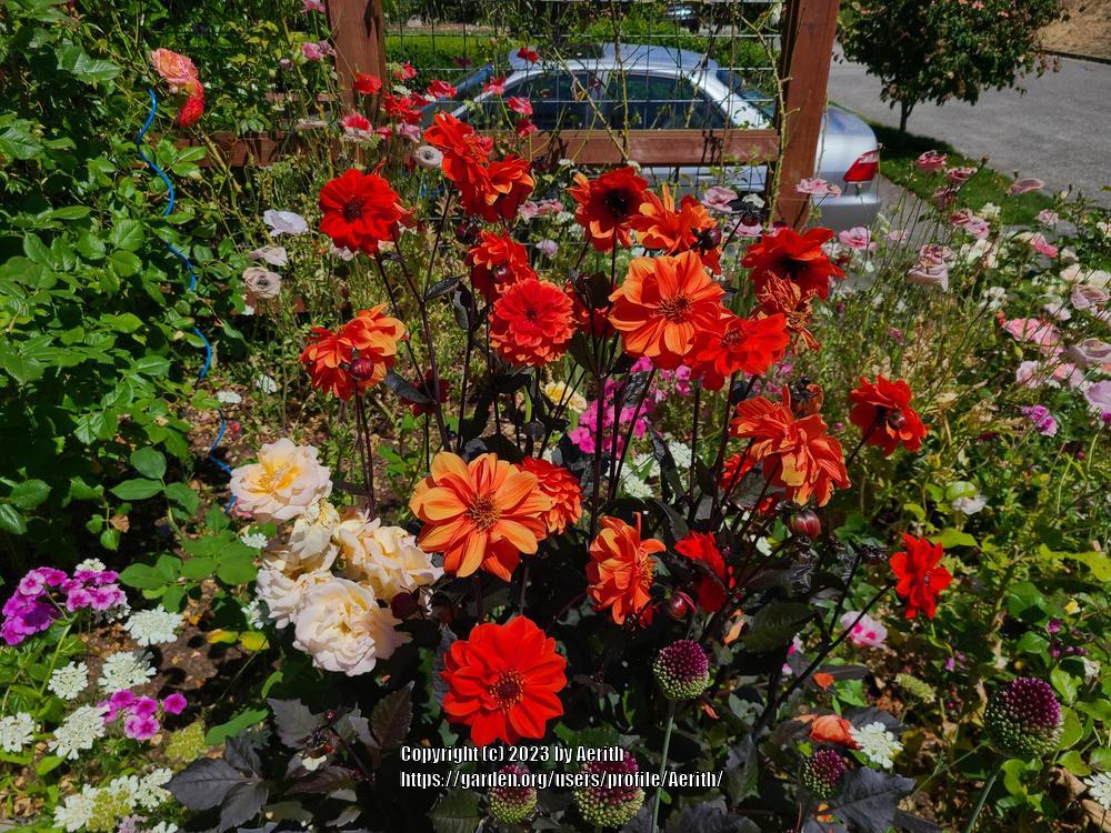 Photo of the bloom of Dahlia Dark Angels® Dragon Ball posted by Aerith ...