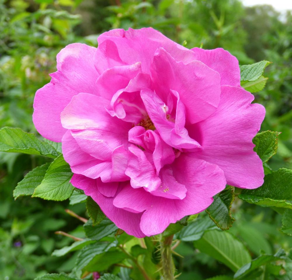 Rose (Rosa 'Belle Poitevine') in the Roses Database - Garden.org