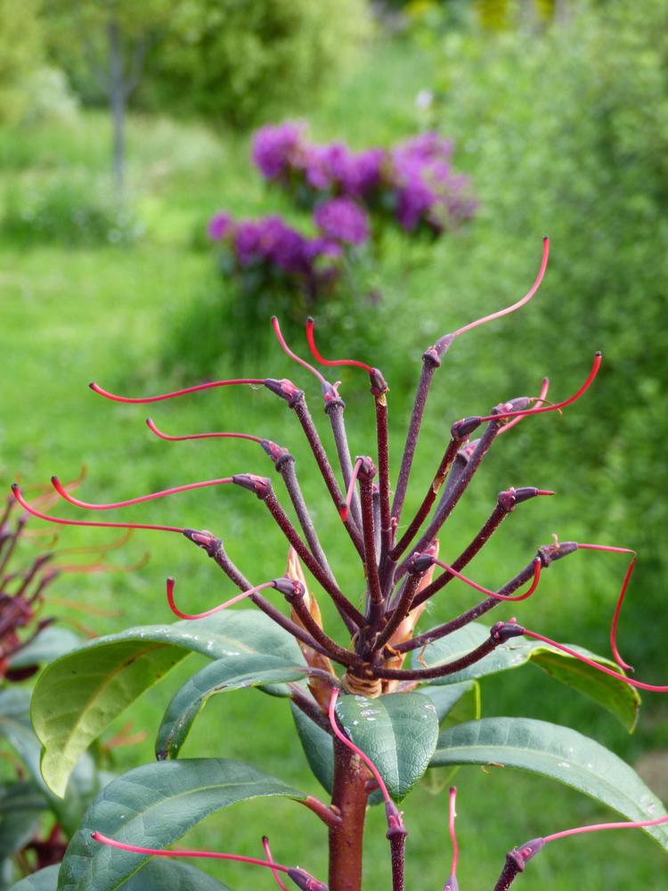 Photo of the seed pods or heads of Rhododendron 'Warlock' posted by ...
