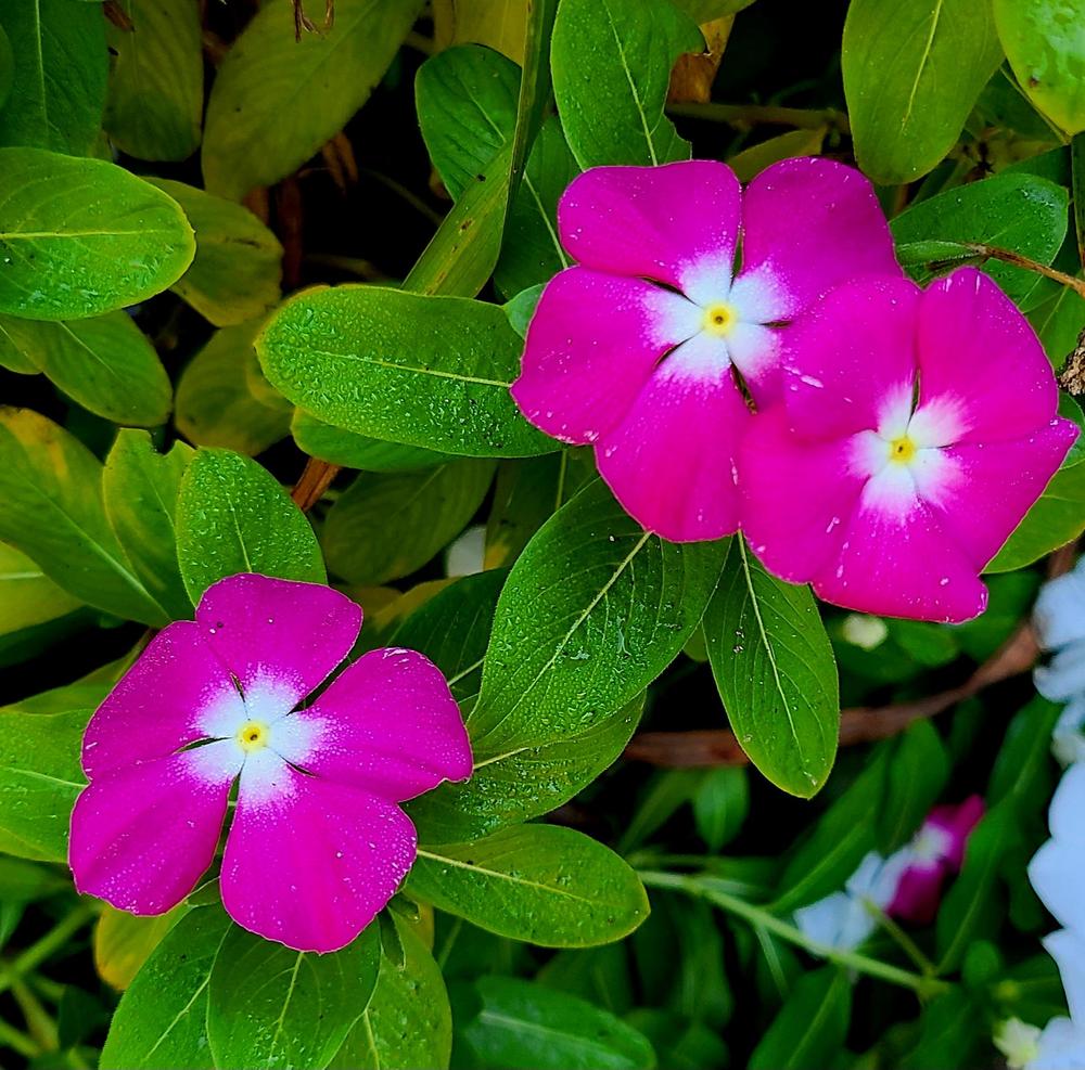 Photo of the bloom of Vinca (Catharanthus roseus Cora® XDR Magenta Halo ...