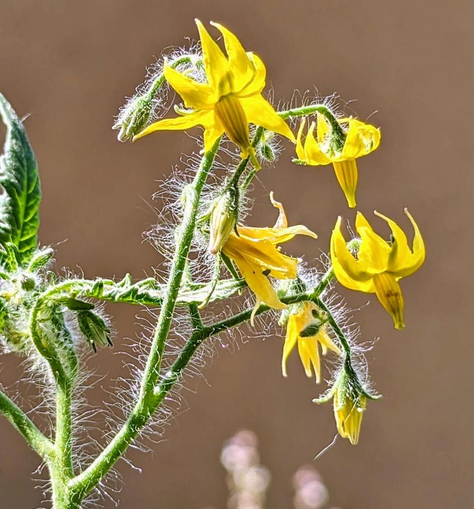 You captured the excitement of the spring's first tomato blooms! in The ...