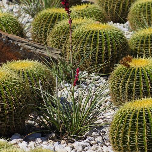 The winners of The 2023 Garden.org Photo Contest: Cacti and Succulents ...