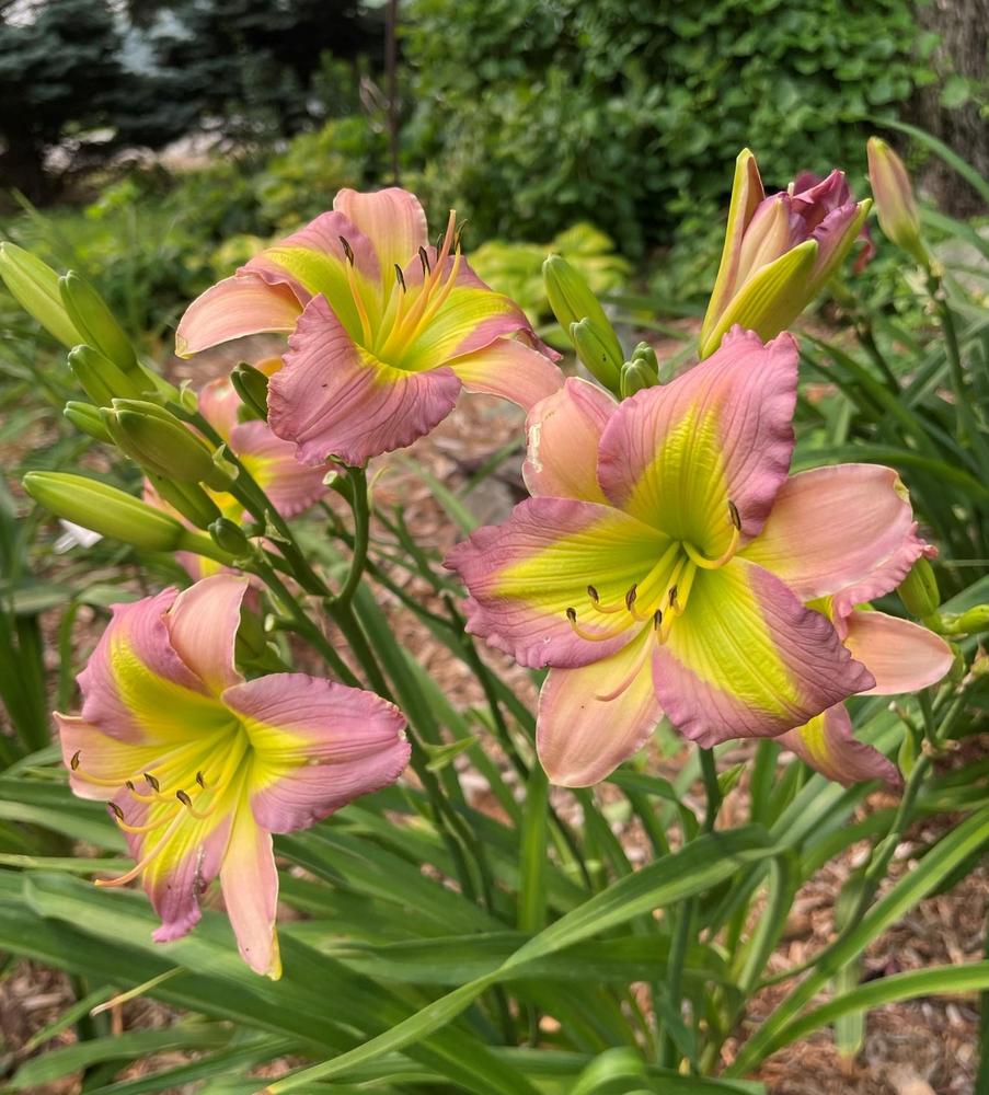 Photo of the bloom of Daylily (Hemerocallis 'Zachary S. Hickey') posted ...