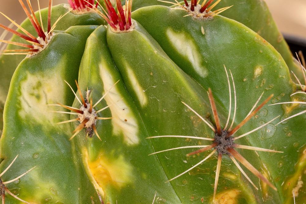 Photo of the stem, scape, stalk or bark of Barrel Cactus (Ferocactus ...