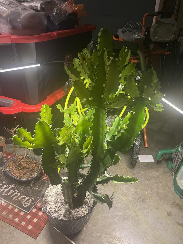 Cactus Rescue Needed in the Ask a Question forum - Garden.org