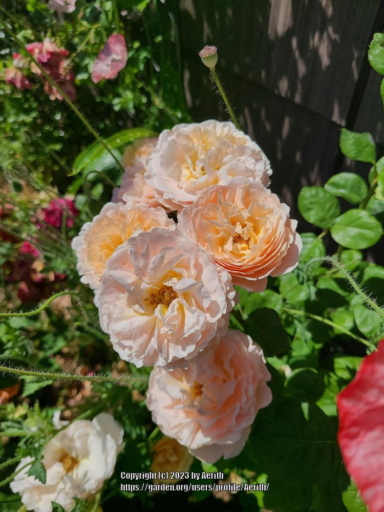 Photo of the bloom of Rose (Rosa 'Duftjuwel') posted by Aerith - Garden.org