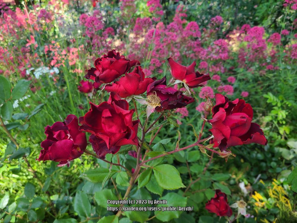 Photo of the bloom of Rose (Rosa 'Miracle on the Hudson') posted by ...