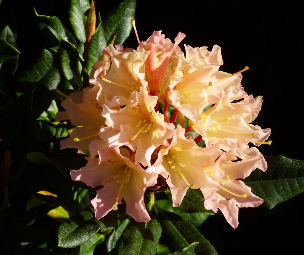 Rhododendron 'Glowing Gold' in the Rhododendrons Database - Garden.org