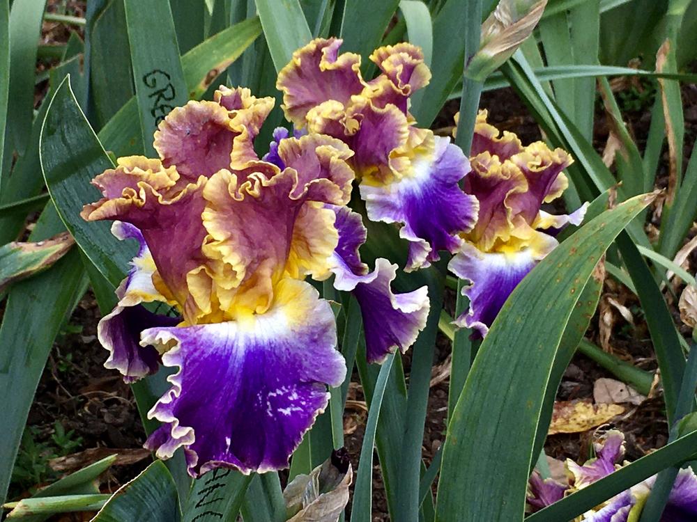 Photo of the bloom of Tall Bearded Iris (Iris 'Fancy Ideas') posted by Neela - Garden.org