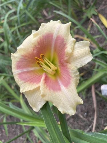 Daylily of the Day: When My Sweetheart Returns in the Plants of the Day ...